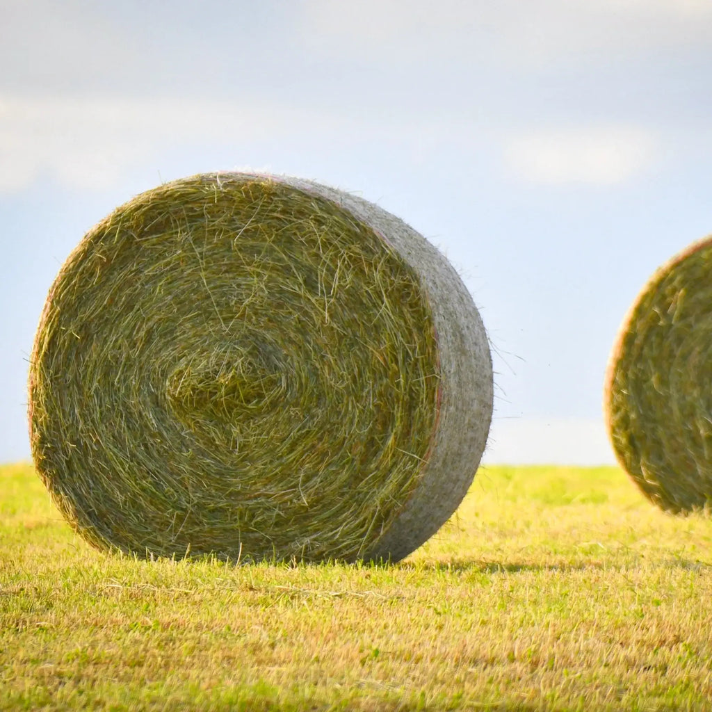 Medium-Term Haylage Grass Seed – Kent Seeds