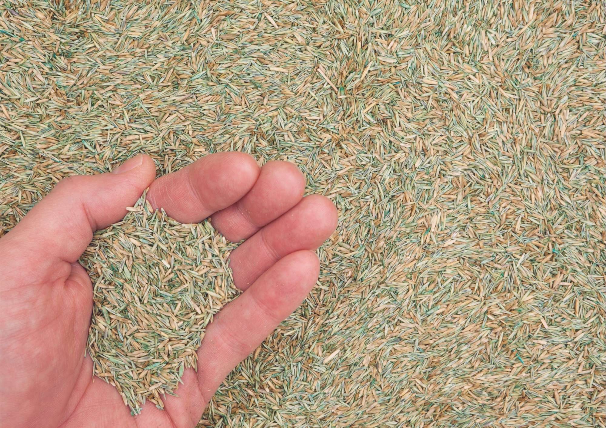 How To Choose The Best Lawn Grass Seed for Your Garden? – Kent Seeds