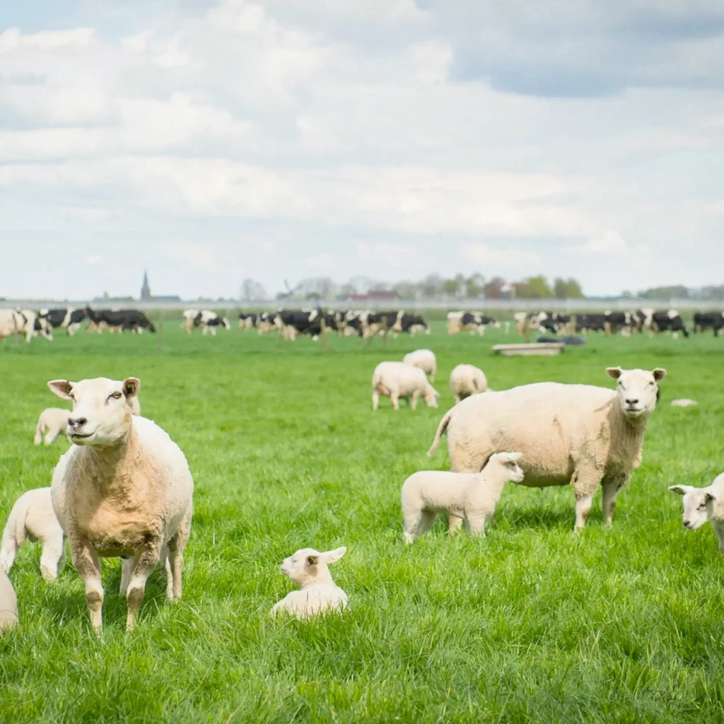 Cut & Graze Grass Seed – Kent Seeds