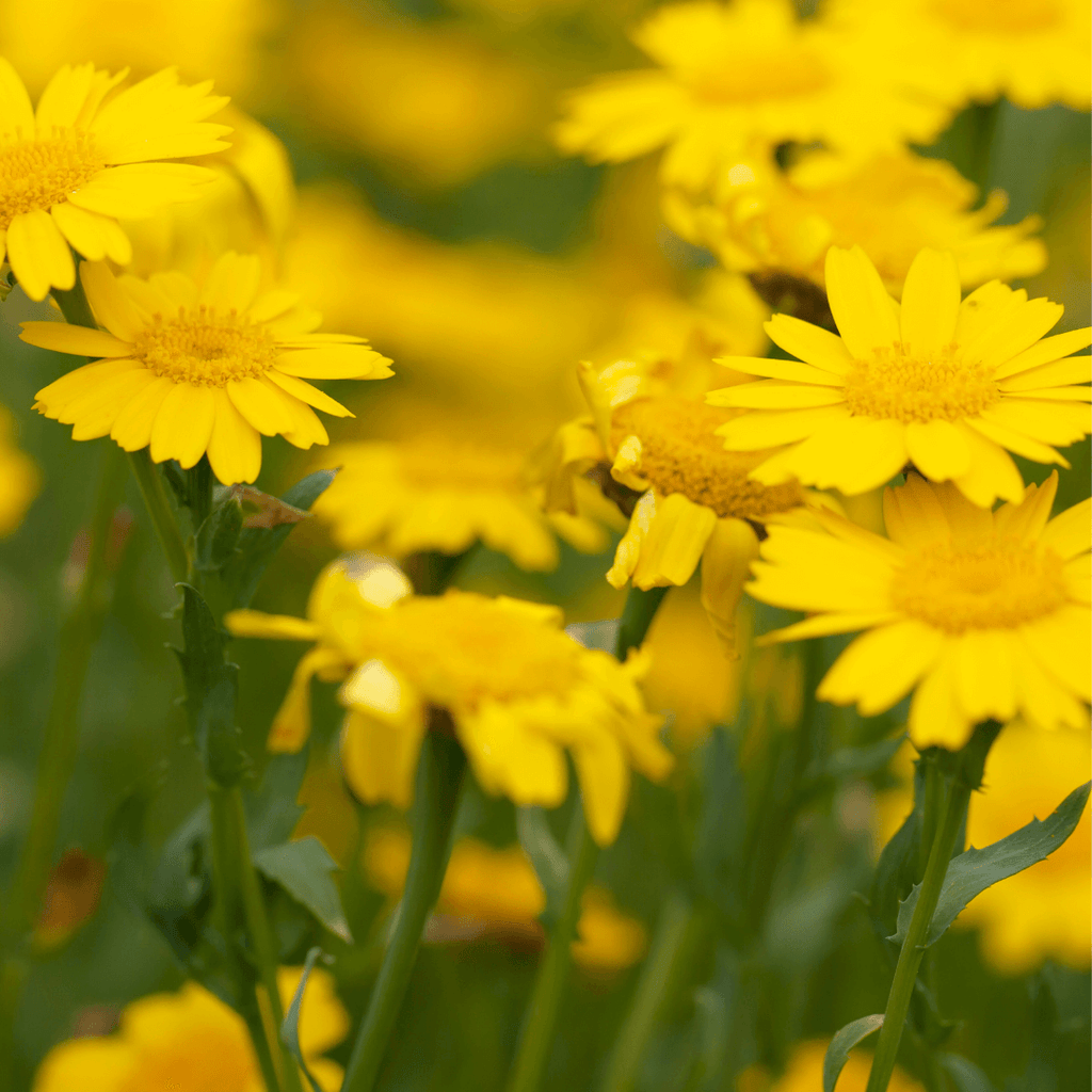 Corn Marigold Seeds (Glebionis segetum) – Kent Seeds
