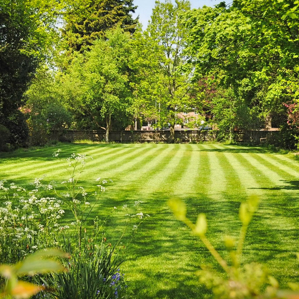 Finest Lawn Grass Seed (Ryegrass-Free) – Kent Seeds