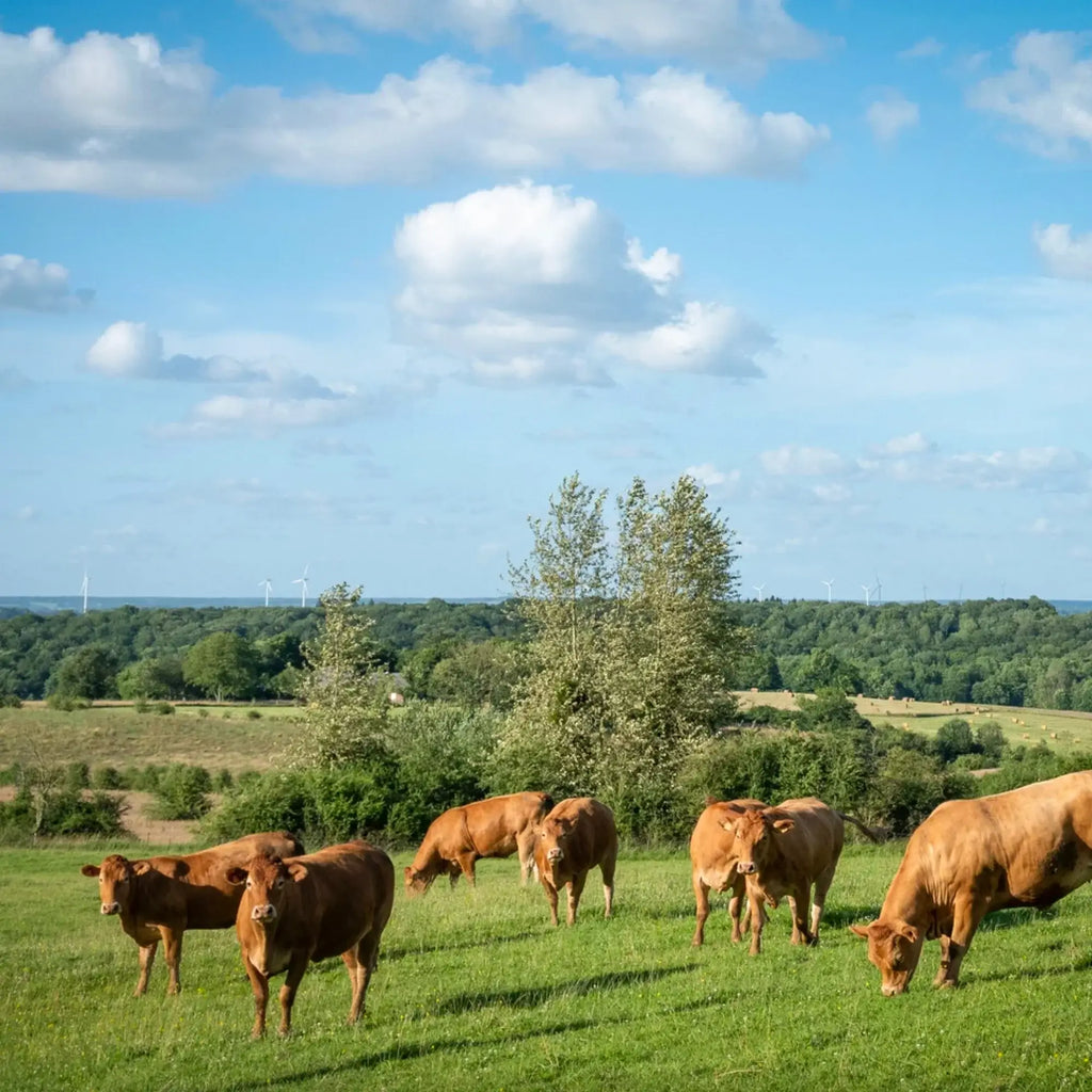 Traditional Grazer Grass Seed – Kent Seeds