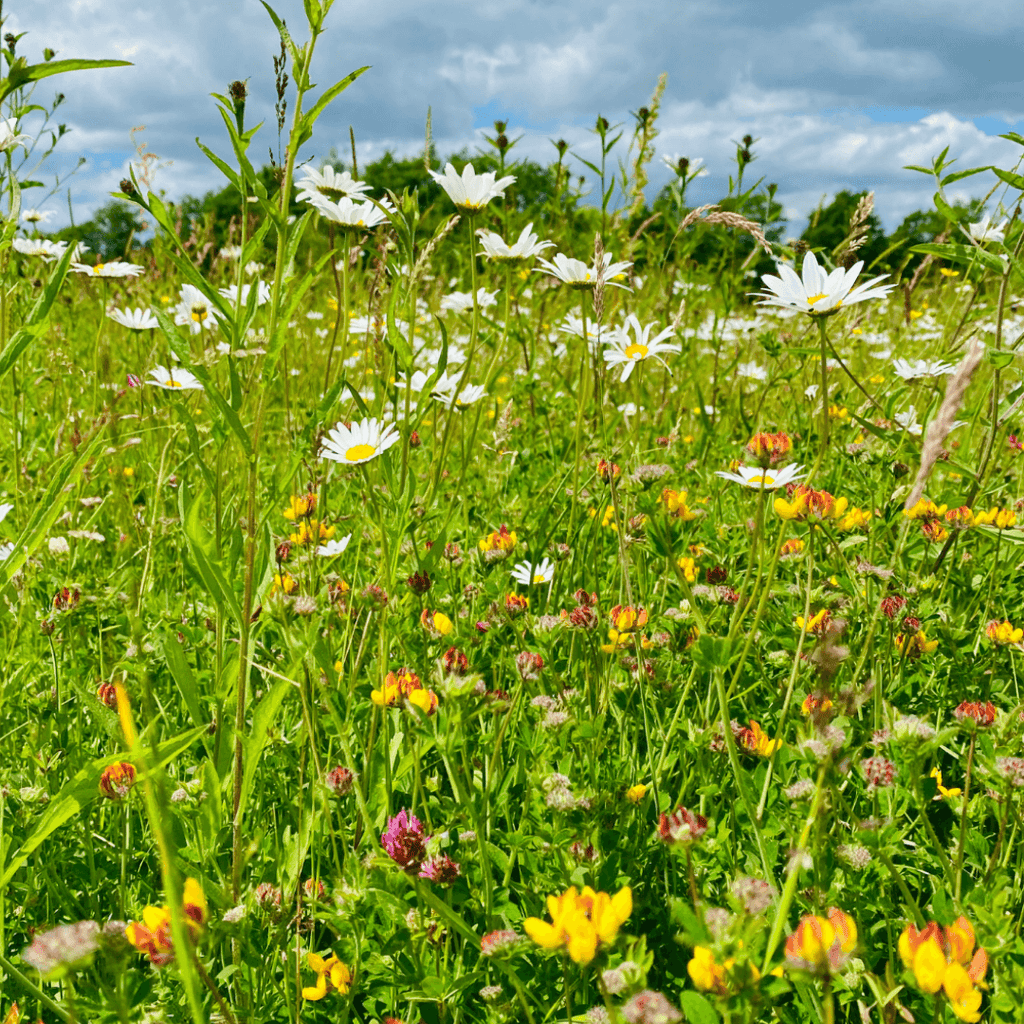 80:20 General Purpose Meadow Mixture – Kent Seeds