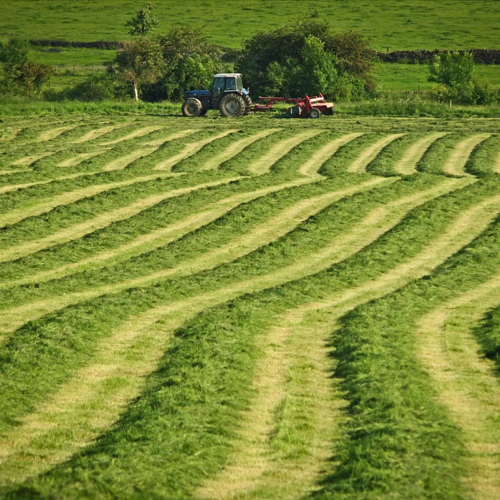 Supercut Short-Term Silage Ley – Kent Seeds