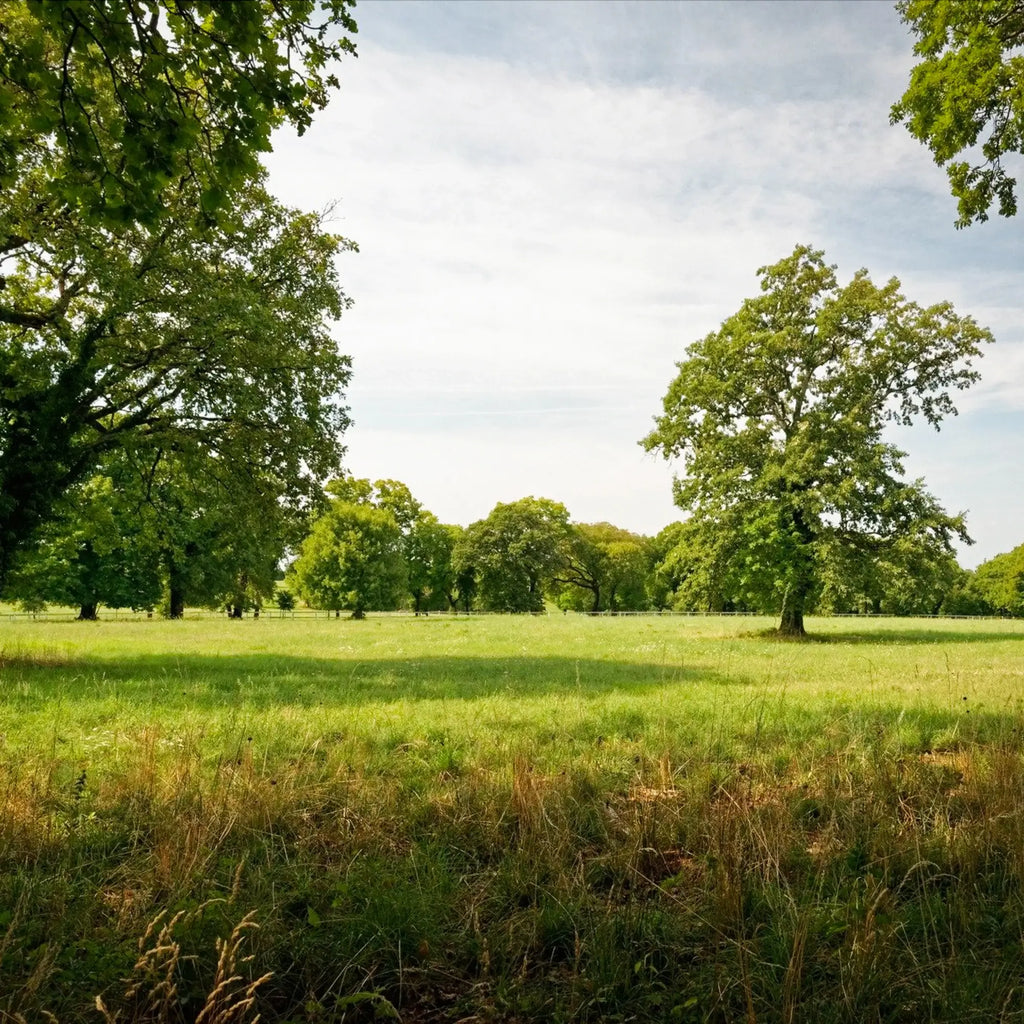 Traditional Meadow (Ryegrass Free) – Kent Seeds