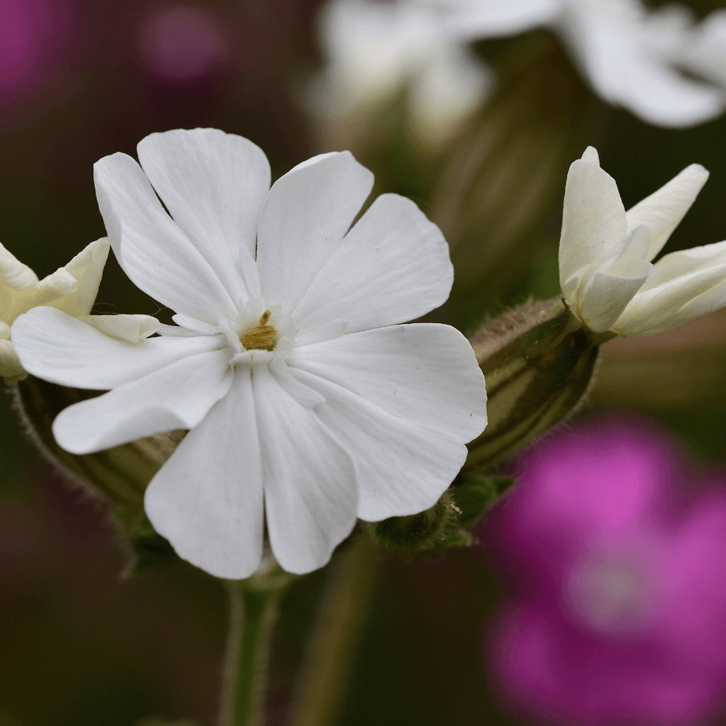 White Campion Seeds (Silene latifolia) – Kent Seeds