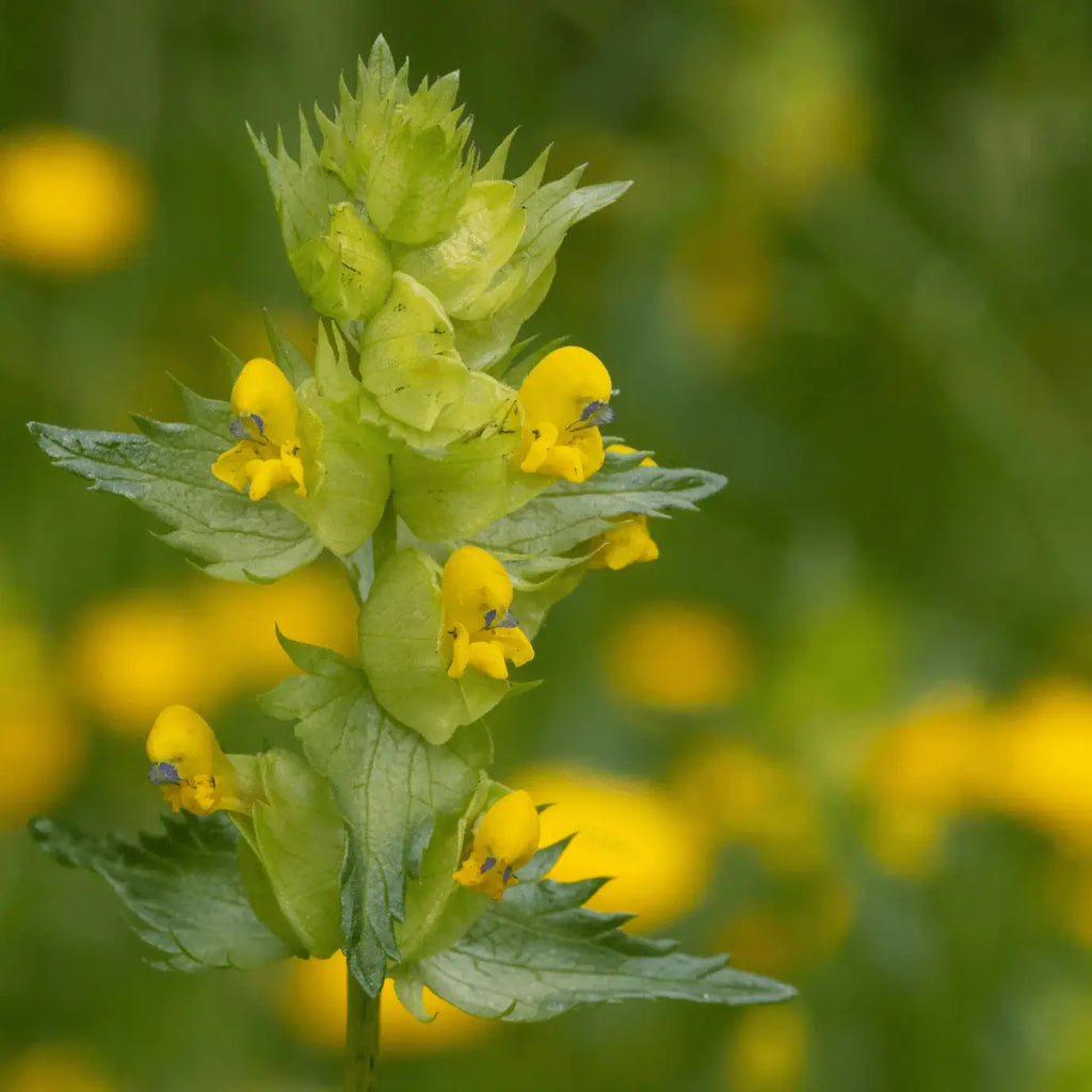 Yellow Rattle Seeds (Rhinanthus minor) – Kent Seeds